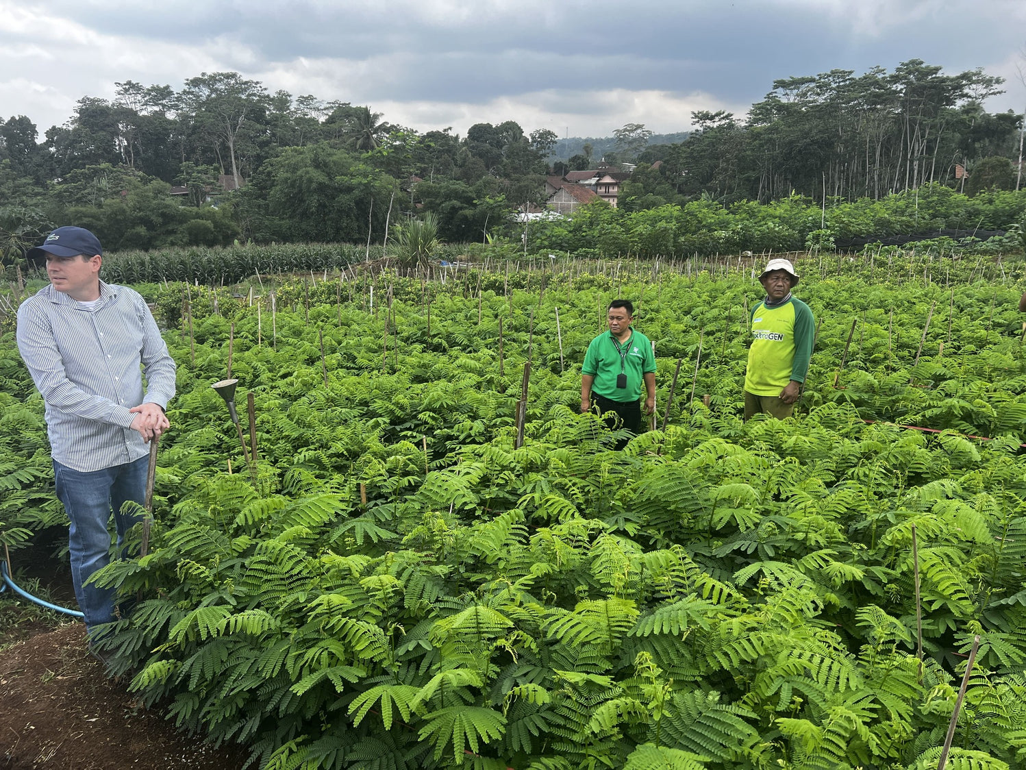 Albasia-Holz: Das Leichtgewicht mit Stärke – epicPLY